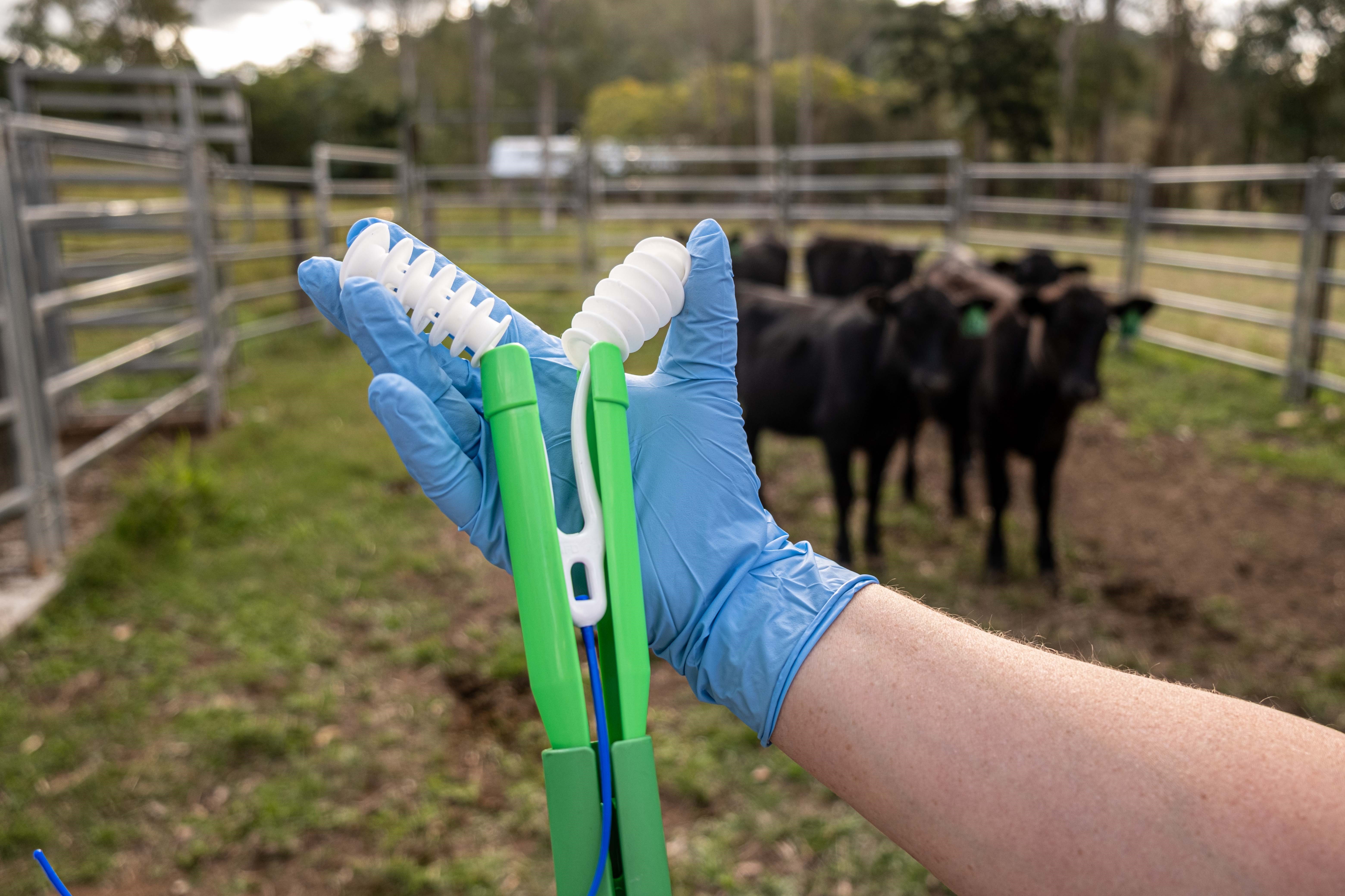 Home | Vetoquinol Repro360 | Animal reproduction advice