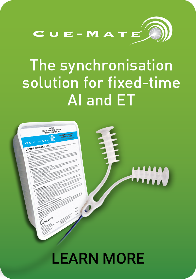 How an AI Technician Inseminates a Cow | Repro360