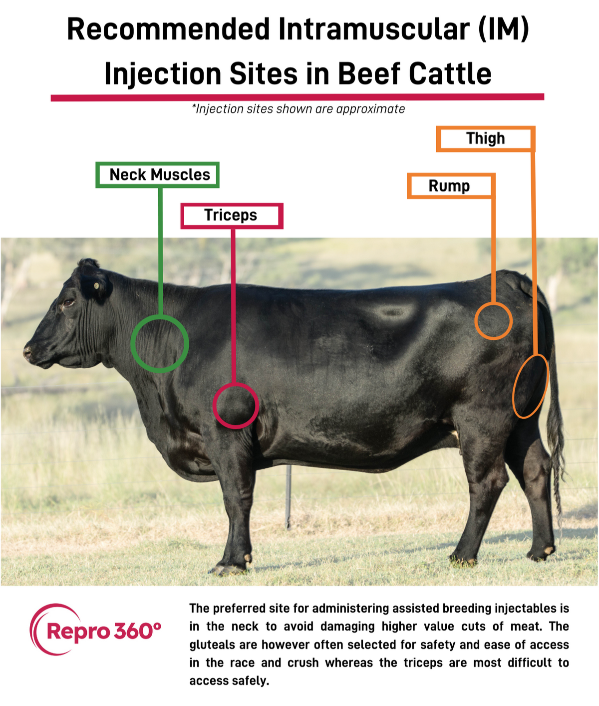 Recommended Intramuscular (IM) Injection Sites in Beef Cattle | Repro360